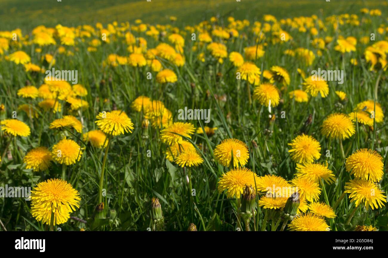 Field of blooming dandelions in a beautiful sunny spring morning ...