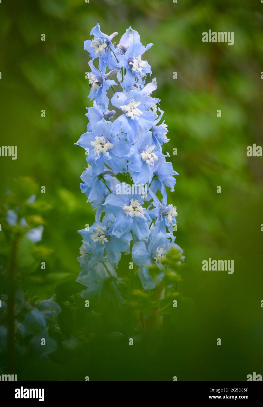 Pale Blue Delphinium (a variety of Larkspur) seen through out of focus ...