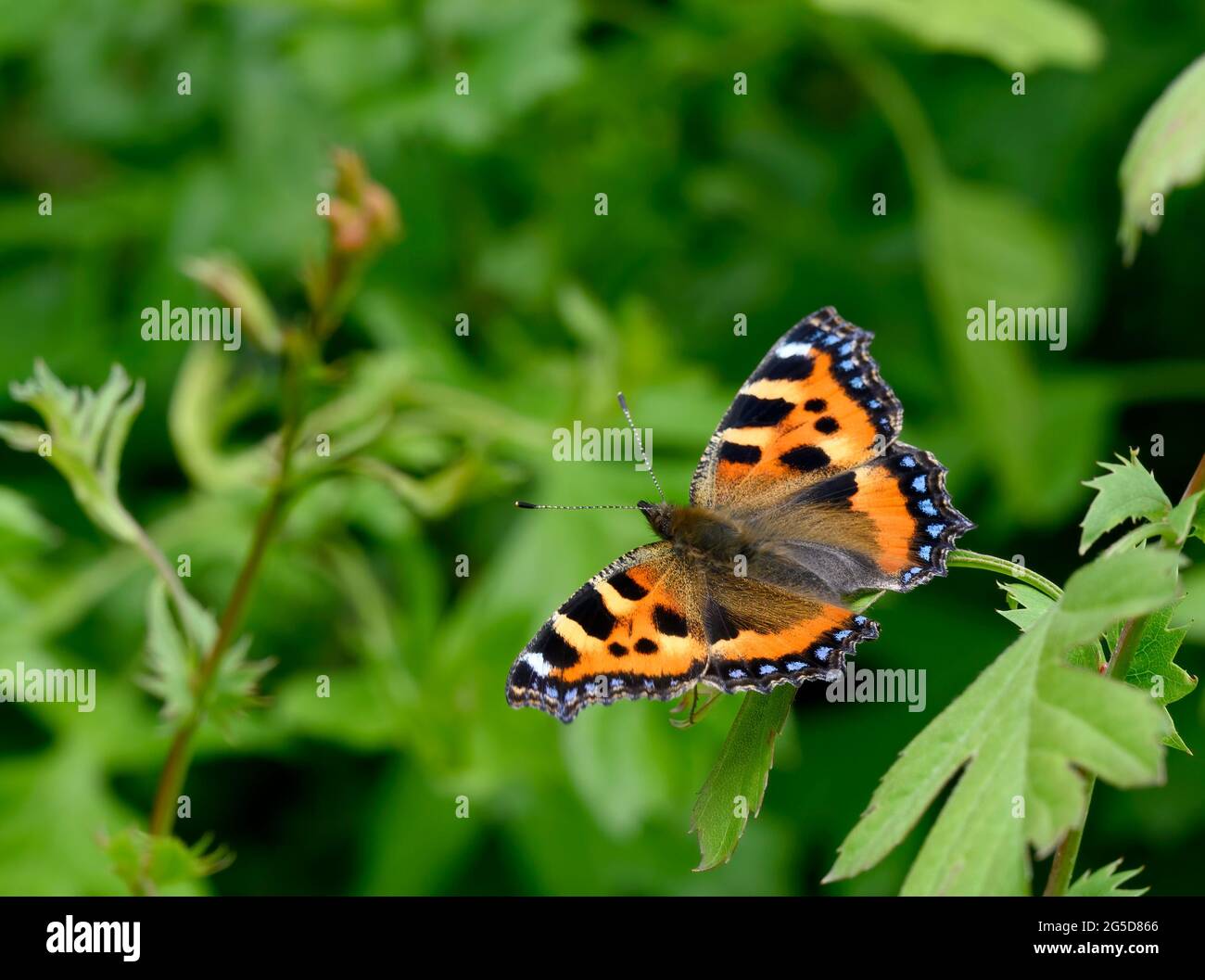 A Small Tortoiseshell butterfly, (Aglais urticae), at rest on foliage ...