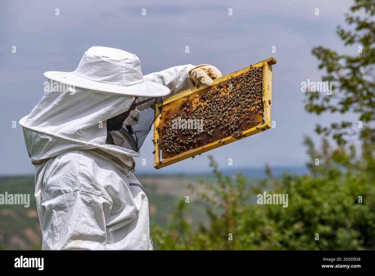 Beekeeper in a uniform working on a beehive in a garden Stock Photo - Alamy