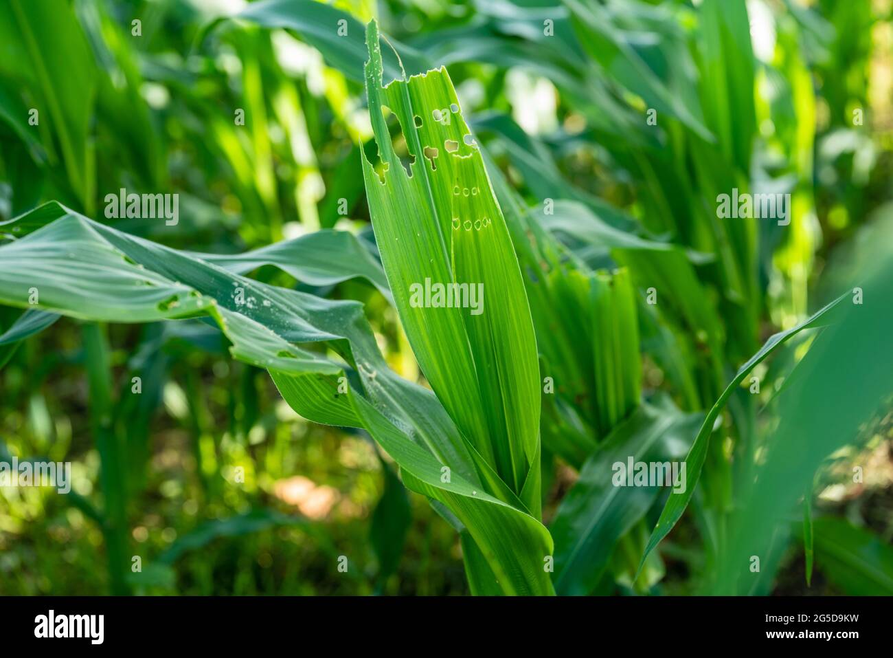 Floating grooves eating corn leaves from Fall armyworm Stock Photo - Alamy