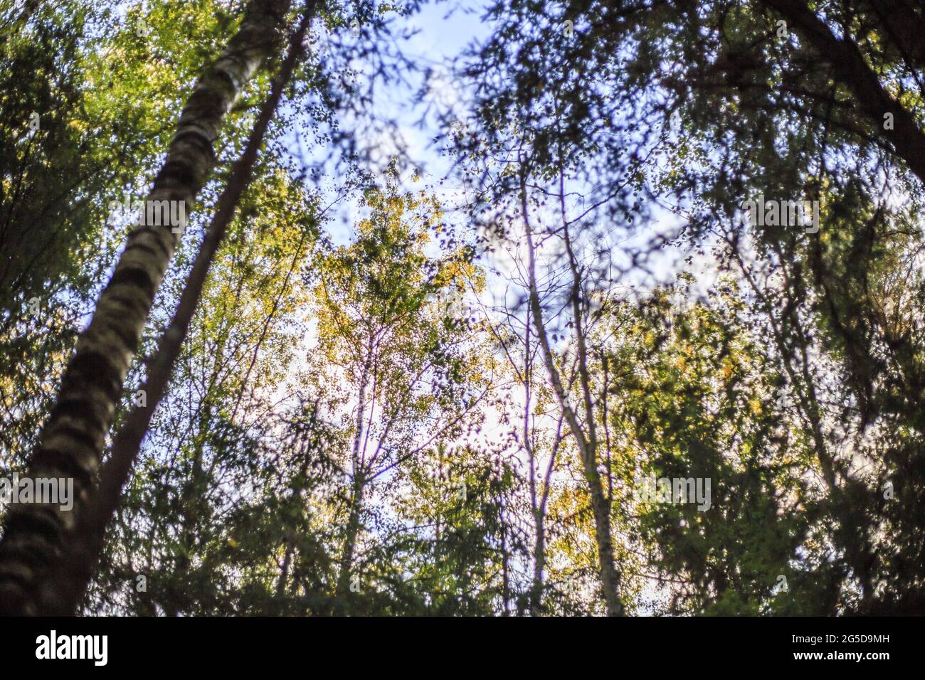 Low angle shot of tall trees in a forest Stock Photo - Alamy