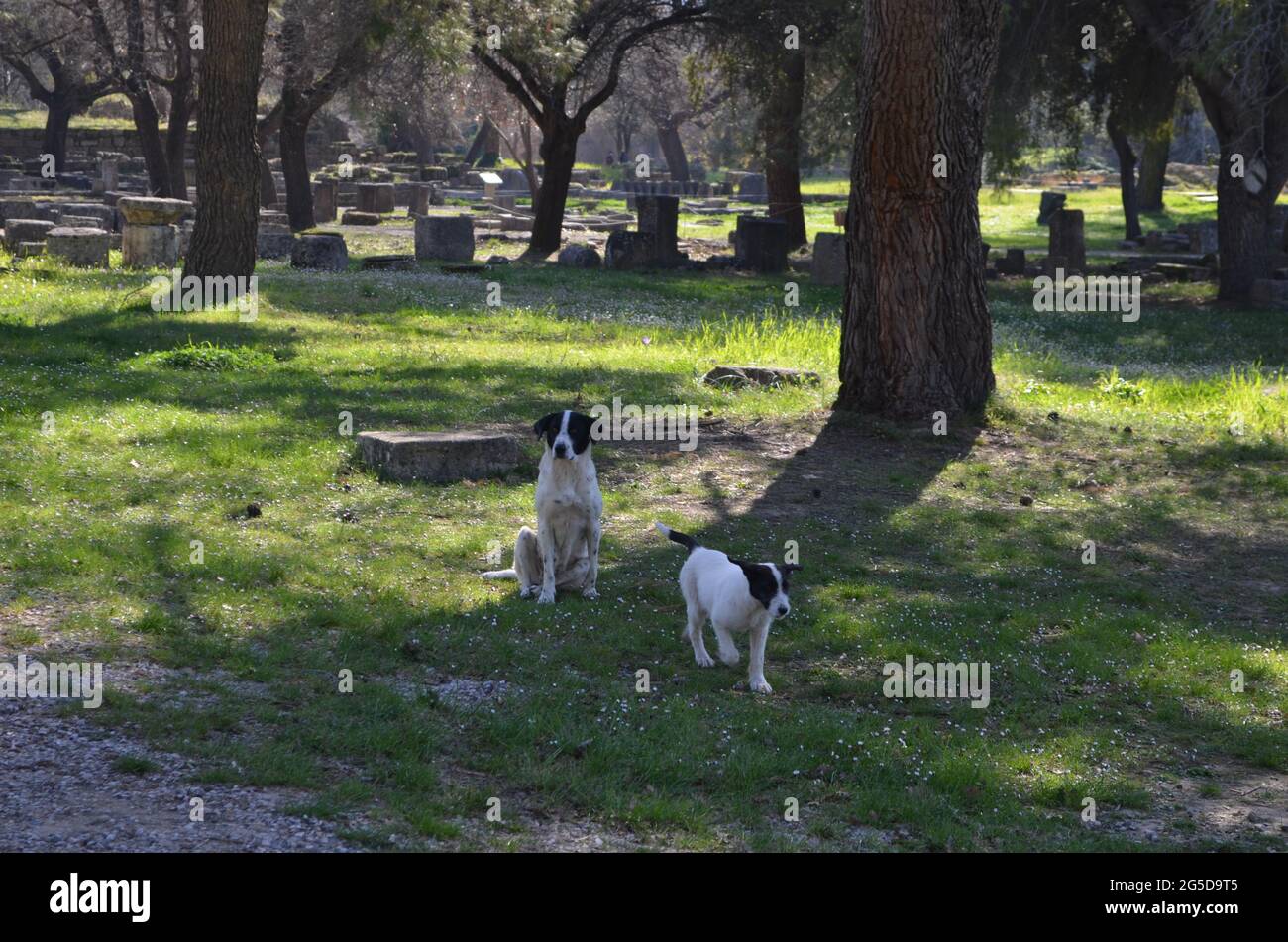 dogs in Greece and ancient sights Stock Photo - Alamy