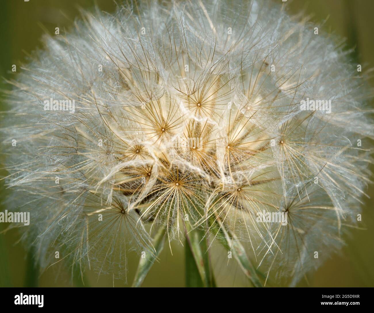 Wind blown seeds hi-res stock photography and images - Alamy
