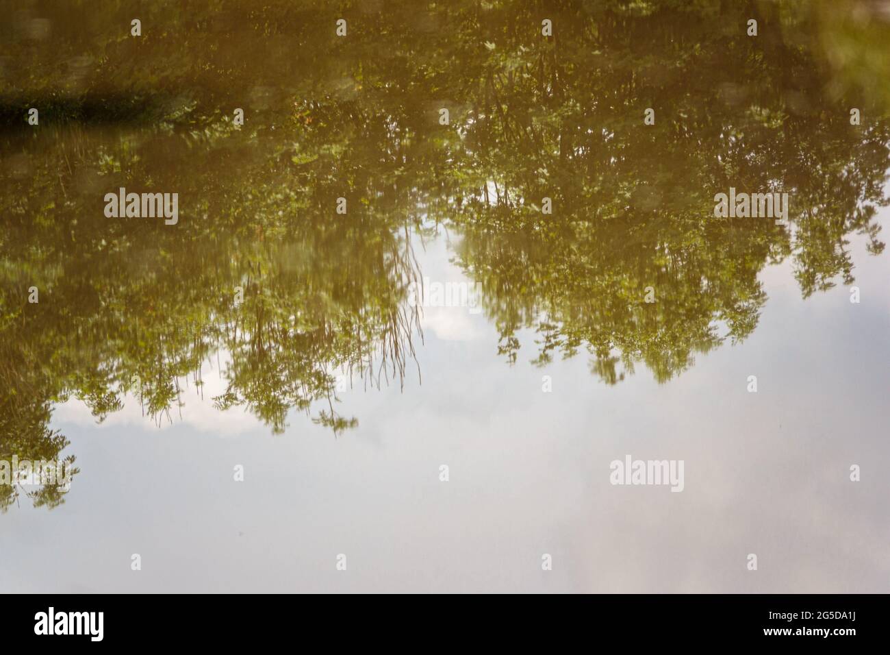 a beautiful tree line reflection in a still water pool Stock Photo - Alamy