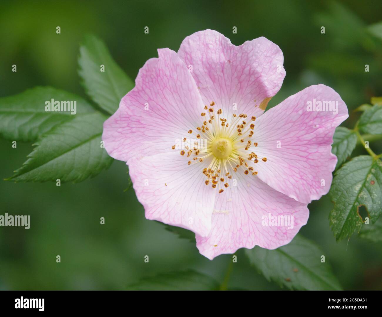 beautiful pink dog rose (Rosa canina) growing wild on Salisbury Plain ...