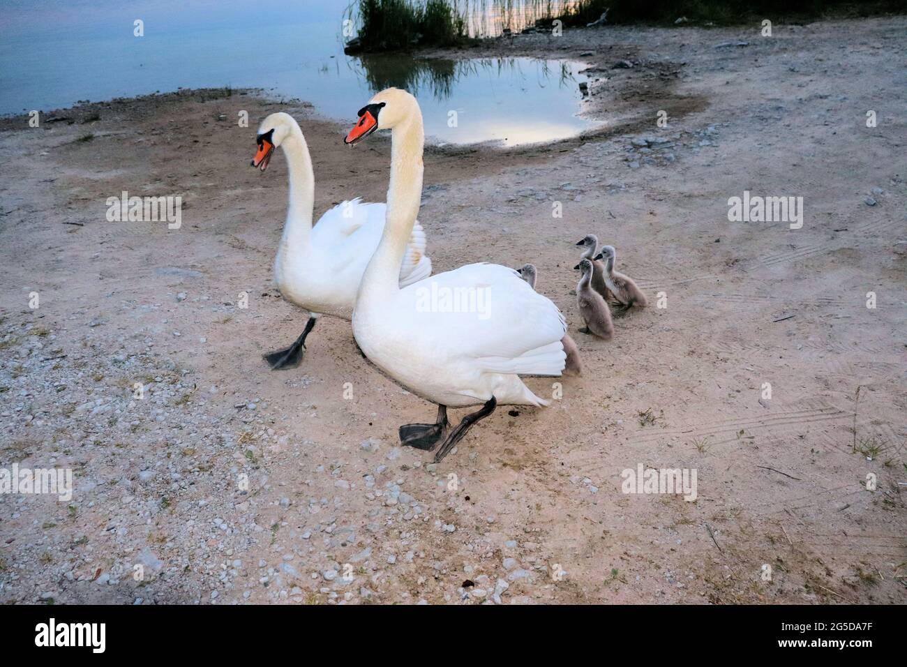 Swans with chicks on the lake, take food from their hands Stock Photo ...