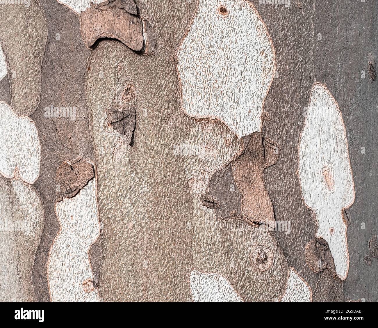 Tiled surface of a tree trunk Stock Photo - Alamy
