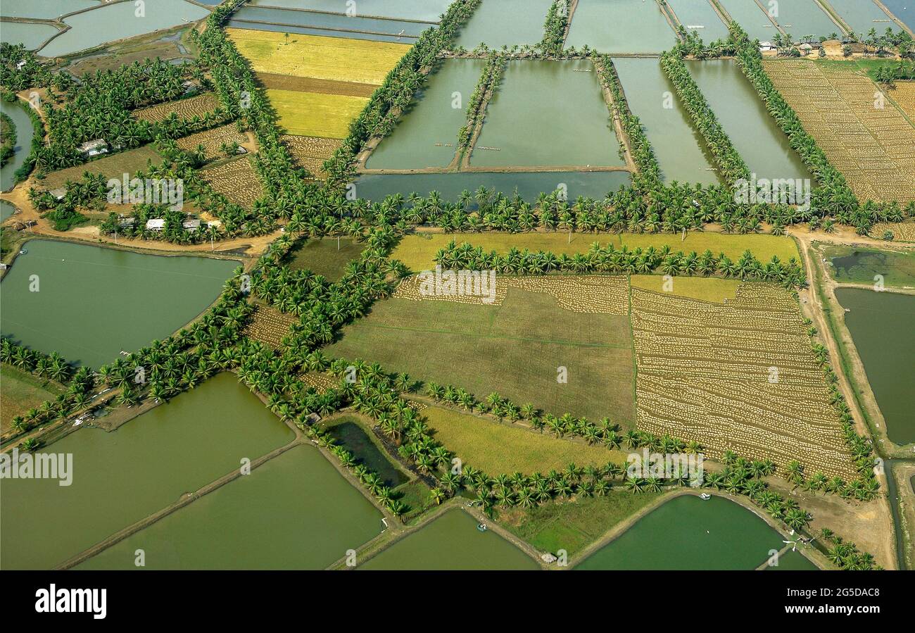 Kakinada,,April 10,2007:,Aerial view of paddy fields, coconut palms and ...