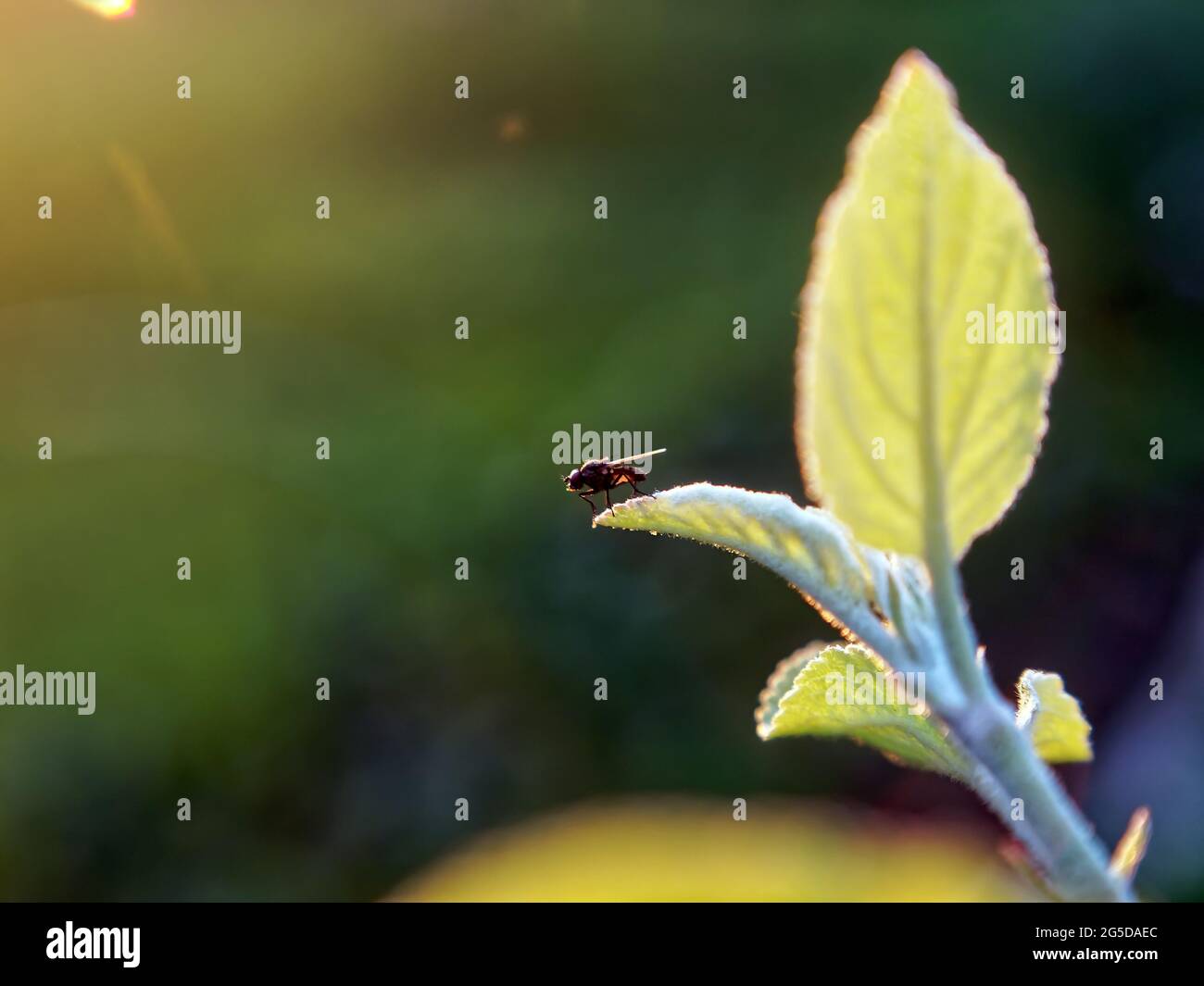 Fly sits on leaves hi-res stock photography and images - Alamy