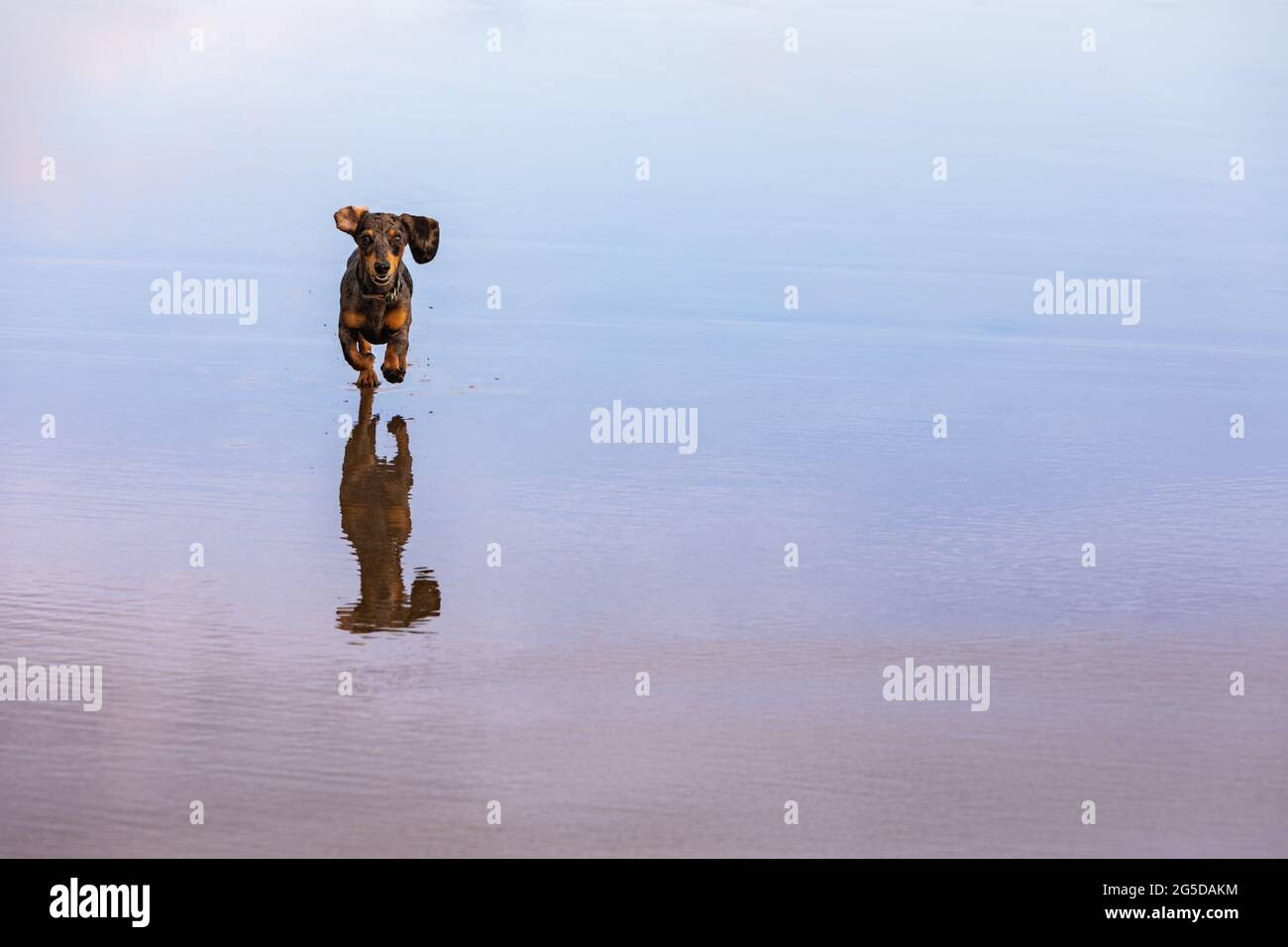 Photo of dachshund puppy knowns as badger dog walk on sea beach. Funny ...