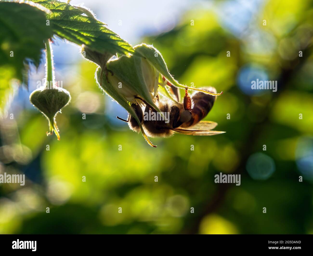 Raspberry flower hi-res stock photography and images - Alamy
