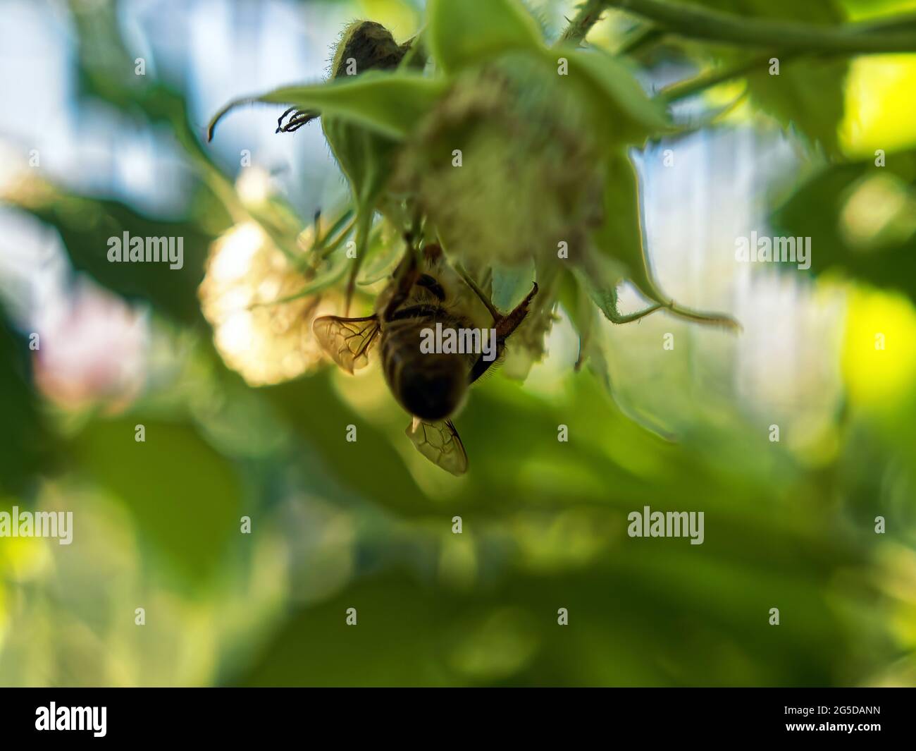 Raspberry bug hi-res stock photography and images - Alamy