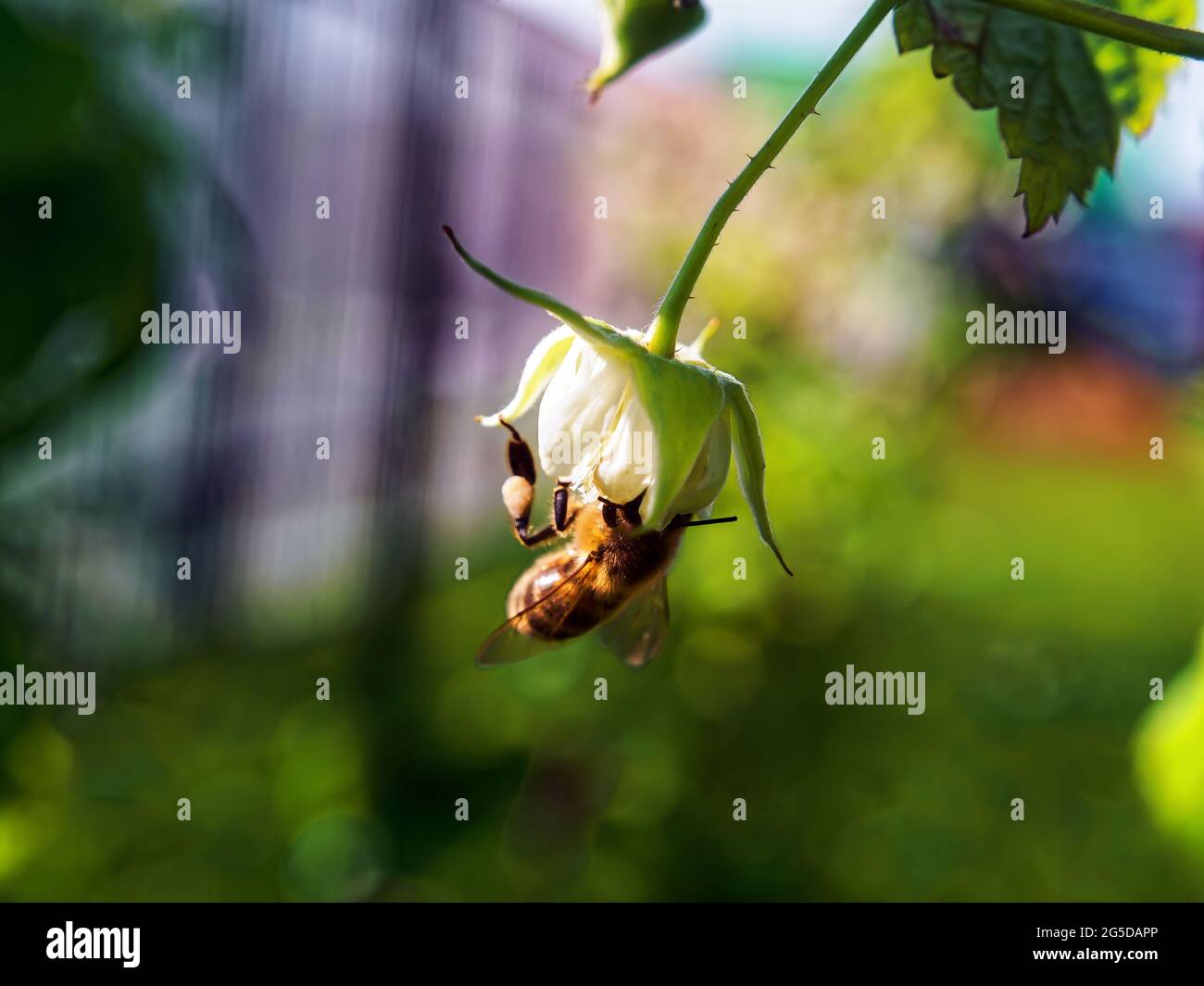 a bee sits on a raspberry flower, in summer Stock Photo - Alamy