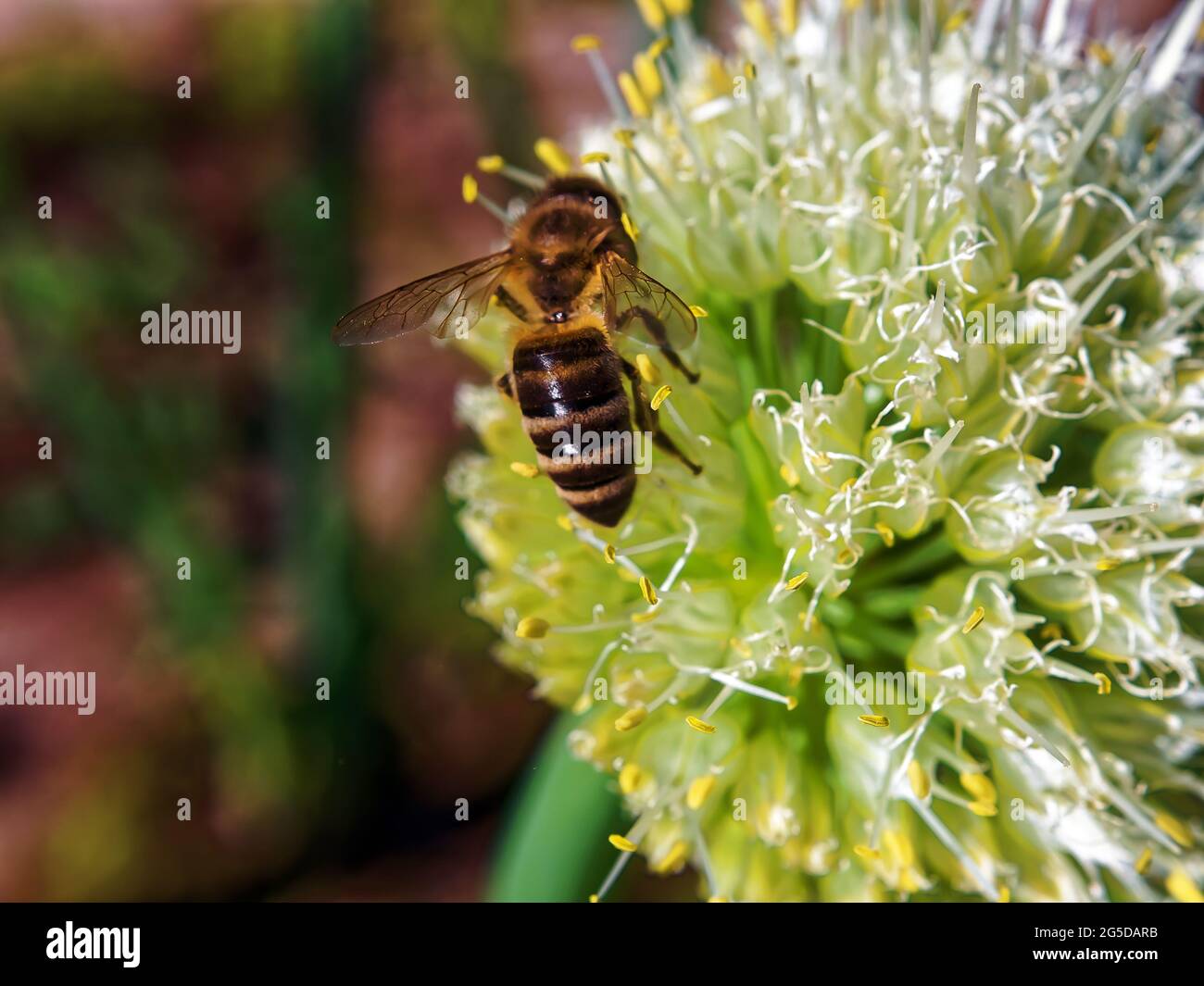 Onion fly hi-res stock photography and images - Alamy