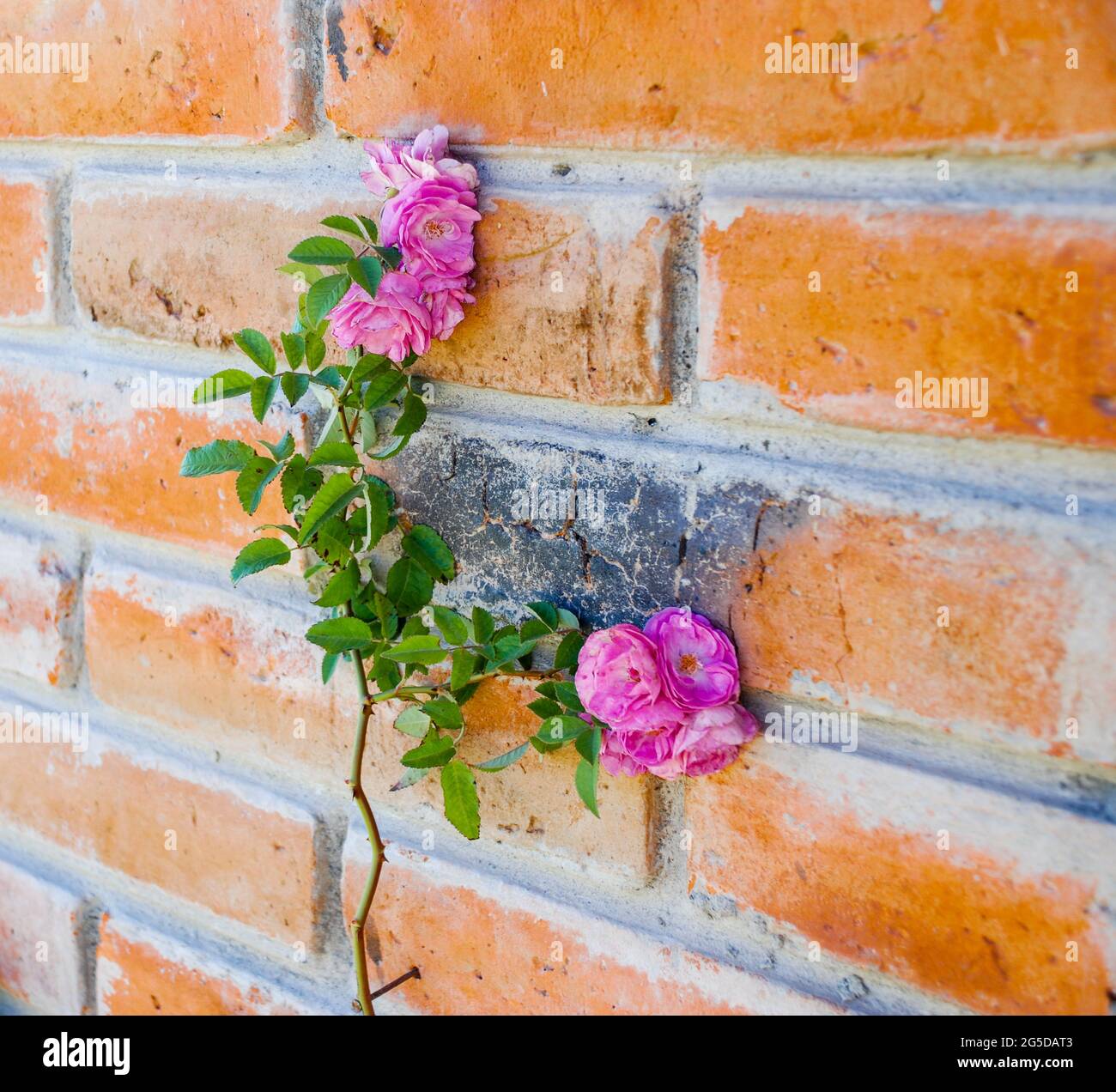 A rose bush with two red roses climbing up a red brick and mortar wall ...
