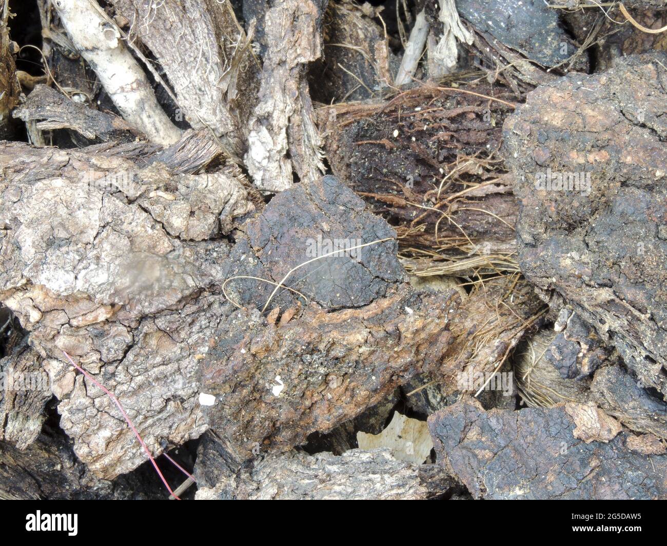 Closeup shot of pieces of tree bark Stock Photo - Alamy