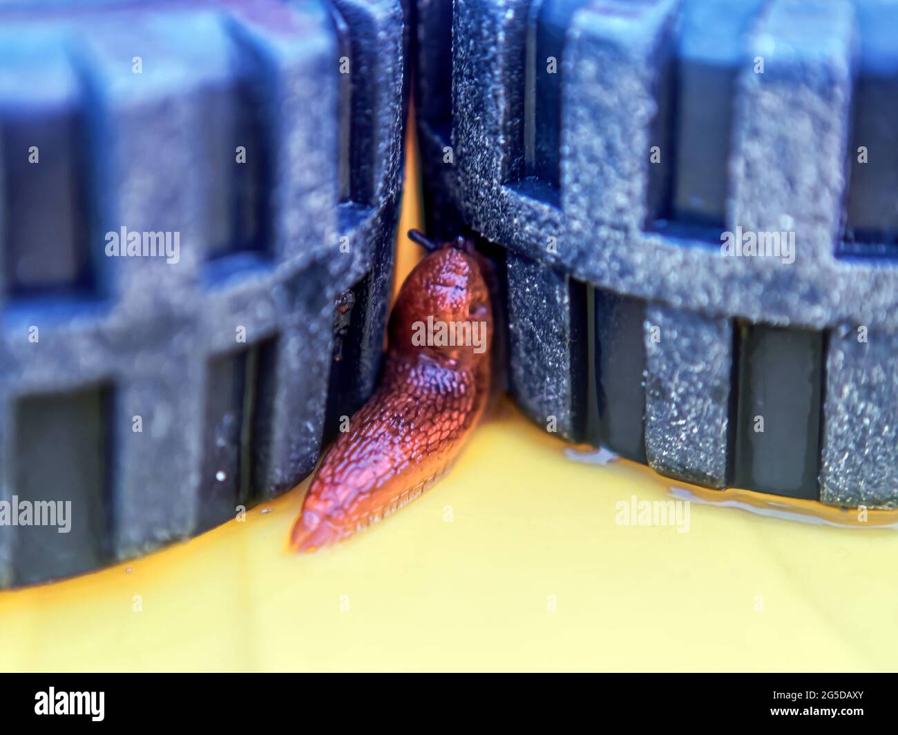 Slime toy hi-res stock photography and images - Alamy