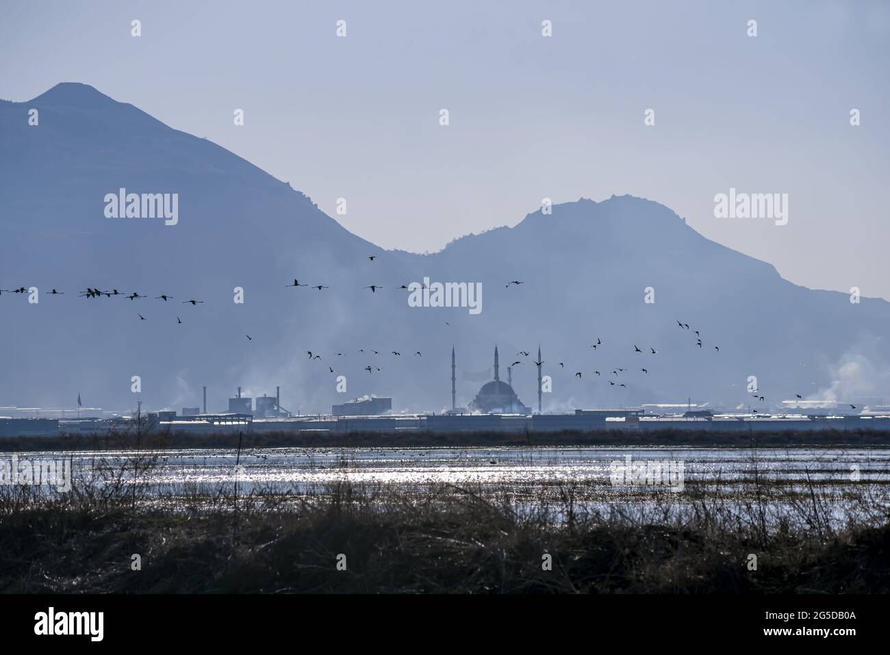 Birds taking a break near cities Stock Photo - Alamy