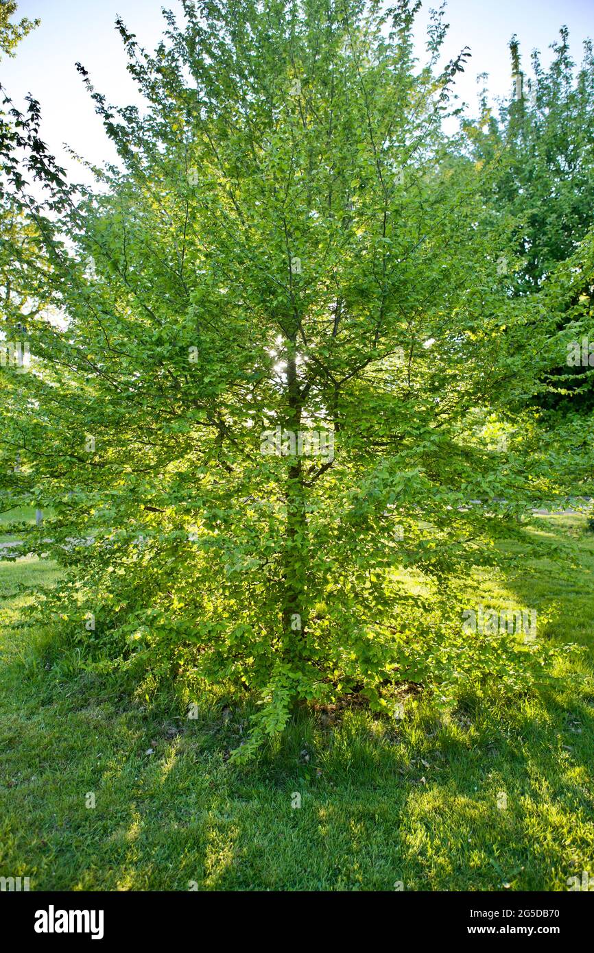 Hornbeam Tree High Resolution Stock Photography and Images - Alamy