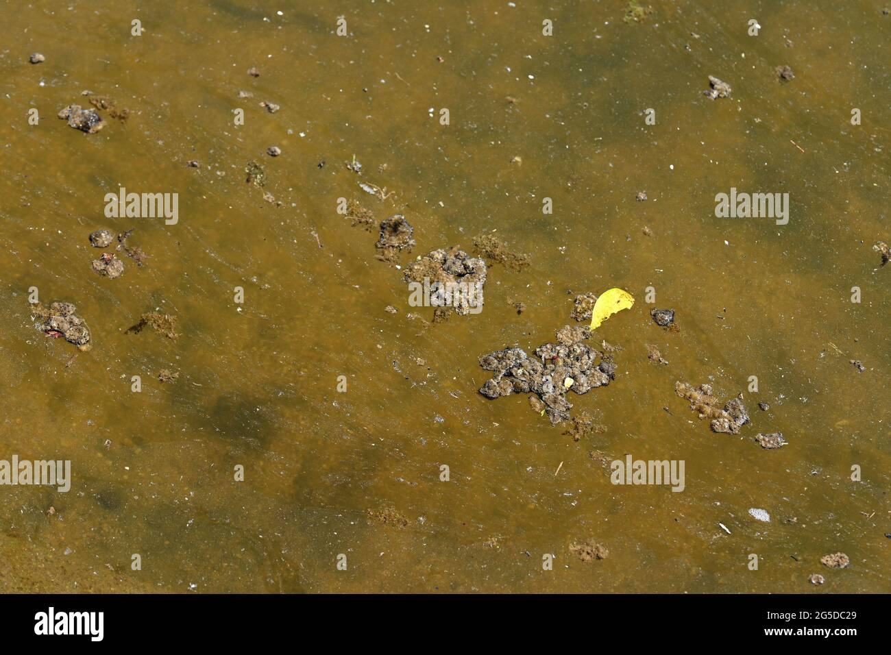 Dirty polluted water in the pond. A concept for environmental and ...