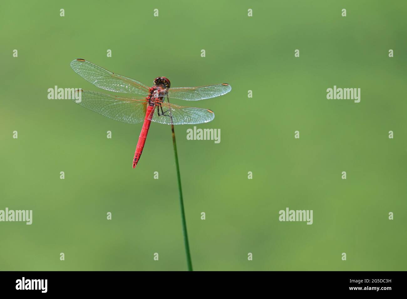 Beautiful macro shot of insects in nature. Red dragonfly (Crocothemis ...