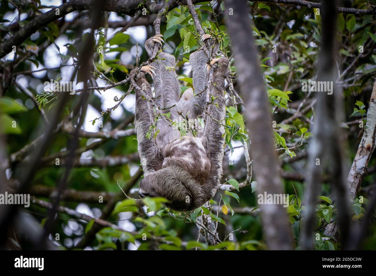 A Brown-throated Three-Toed Sloth Hangs from tree branches in the ...