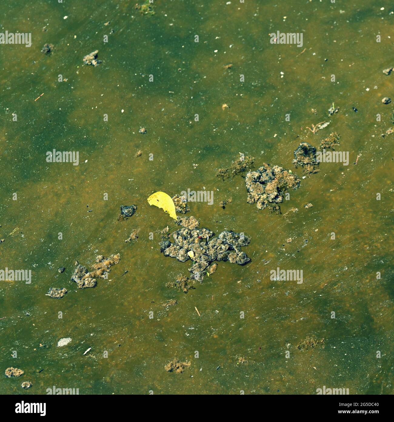 Dirty polluted water in the pond. A concept for environmental and ...