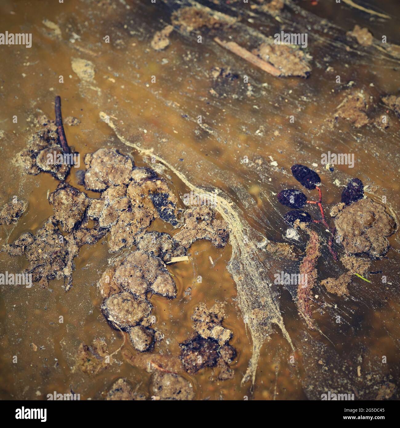 Dirty polluted water in the pond. A concept for environmental and ...