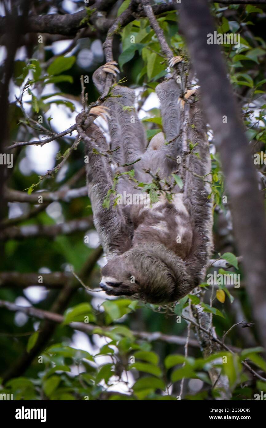 Amazon rainforest wild sloth tree hi-res stock photography and images ...