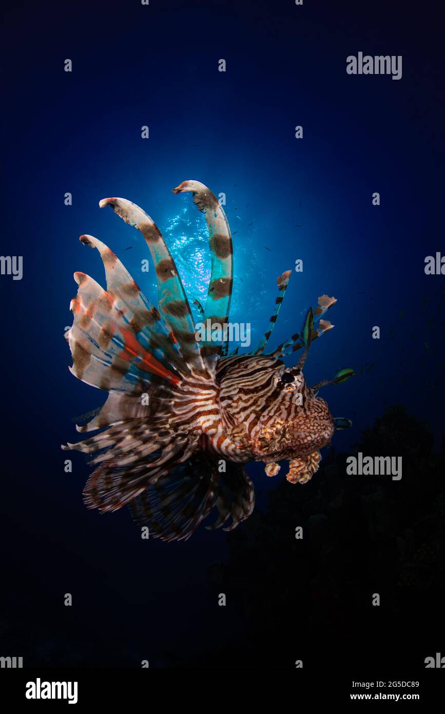 Close up Photo of Lionfish in the red sea Stock Photo - Alamy
