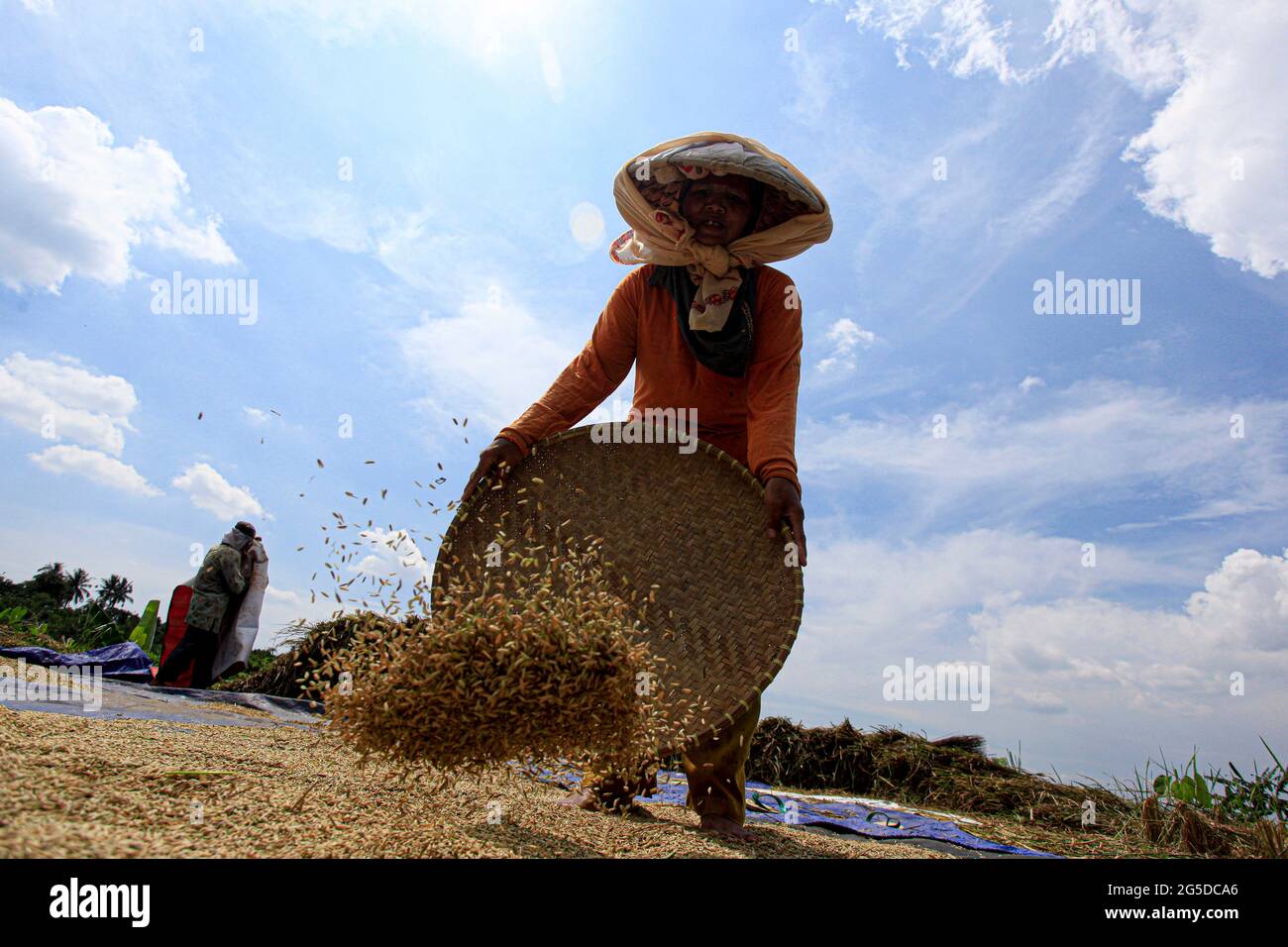 A farmers dry harvested rice grain under the sun at a rice fields in ...