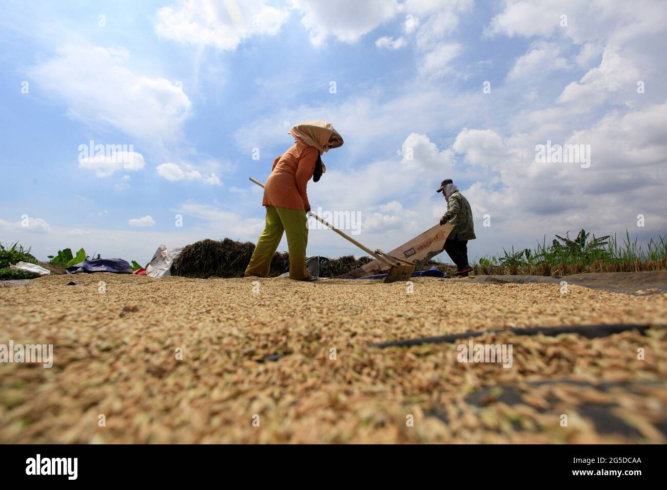 A farmers dry harvested rice grain under the sun at a rice fields in ...