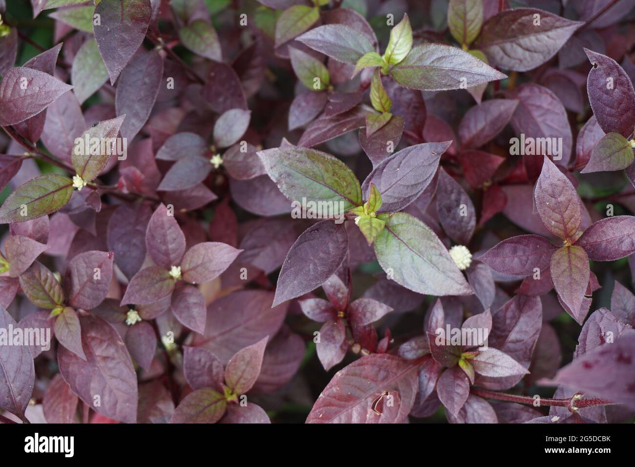 Red Aerva Sanguinolenta flower with a natural background Stock Photo ...