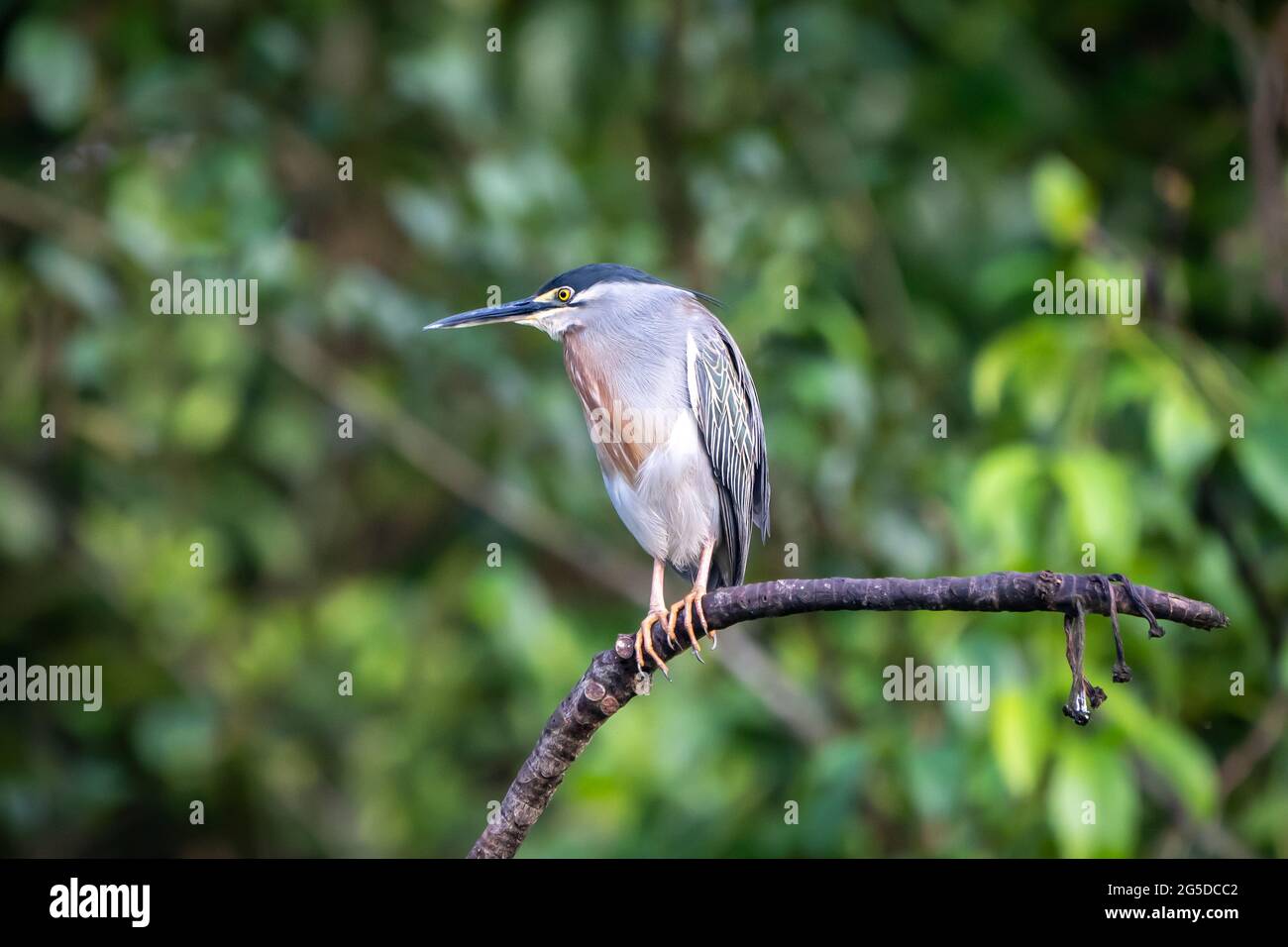 Striated Heron (Butorides striata) in the Peruvian Amazon is a Common ...