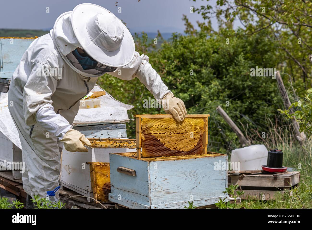 Beekeeper man is working with beehives wearing protective clothing ...