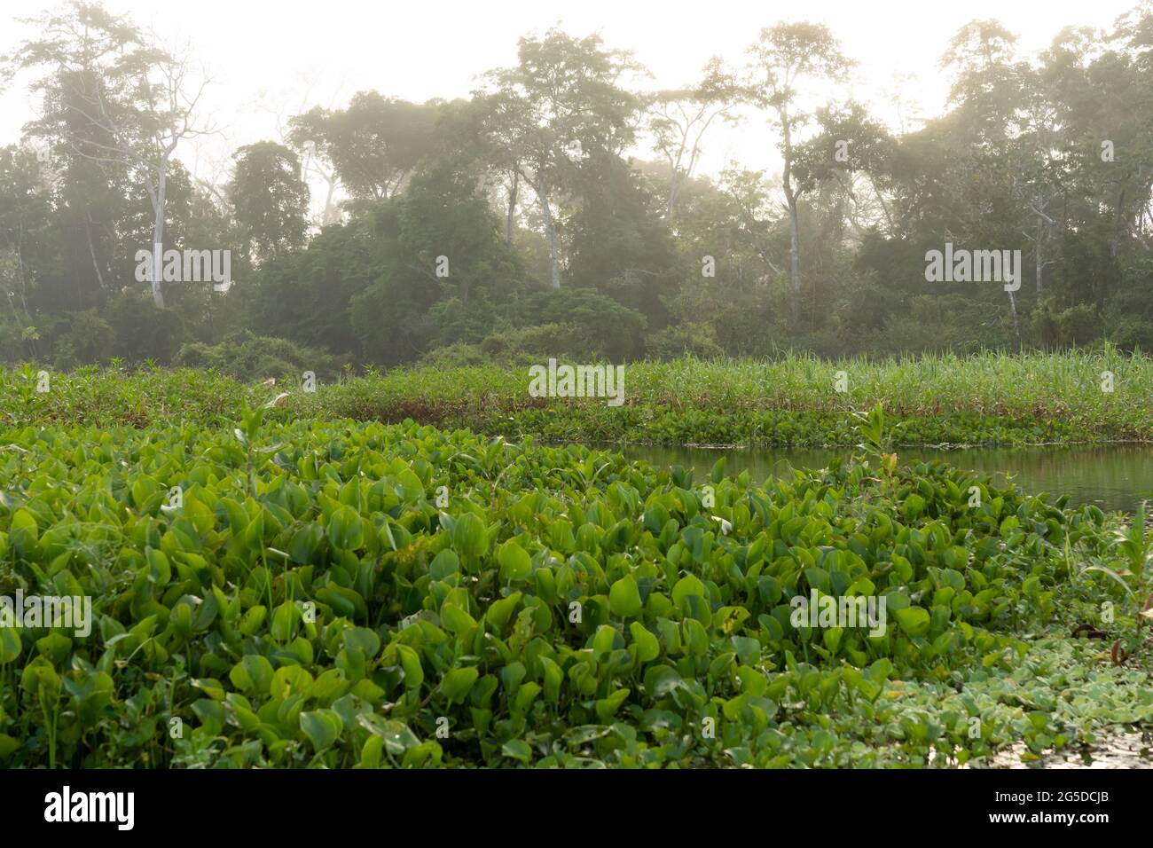 Amazon Biome High Resolution Stock Photography and Images - Alamy