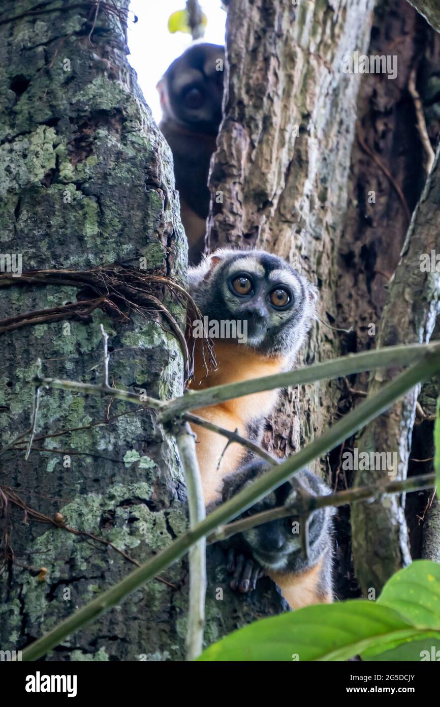 Aotus monkey eyes nocturnal hi-res stock photography and images - Alamy