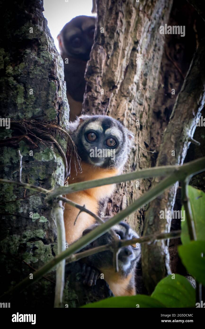 The Peruvian Night Monkey (Aotus miconax) is also known as the Owl ...