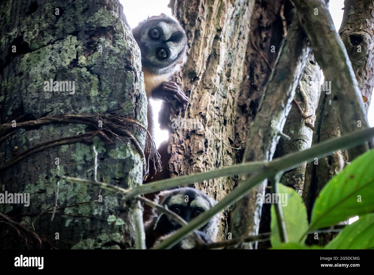 The Peruvian Night Monkey (Aotus miconax) is also known as the Owl ...