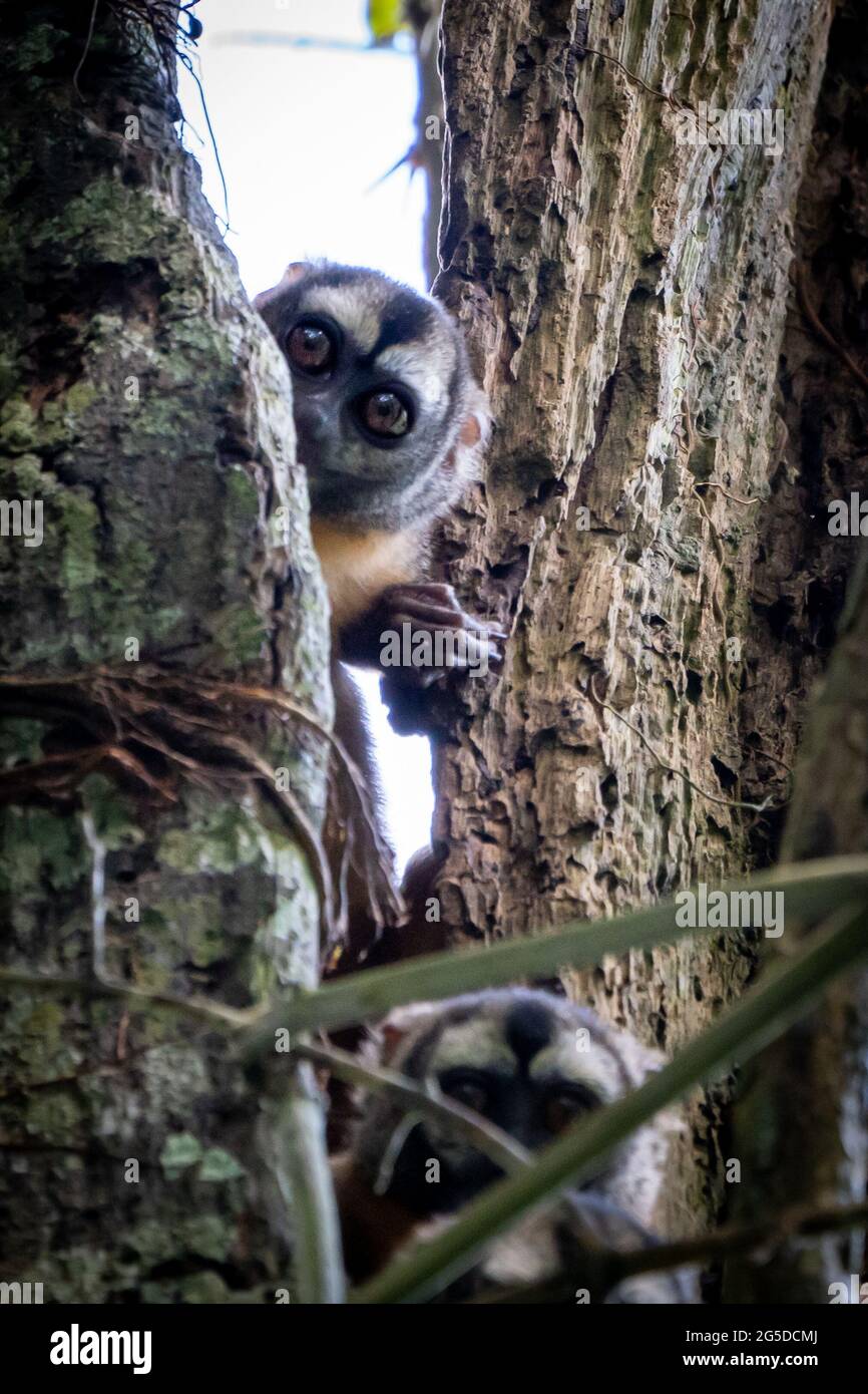 Aotus miconax hi-res stock photography and images - Alamy