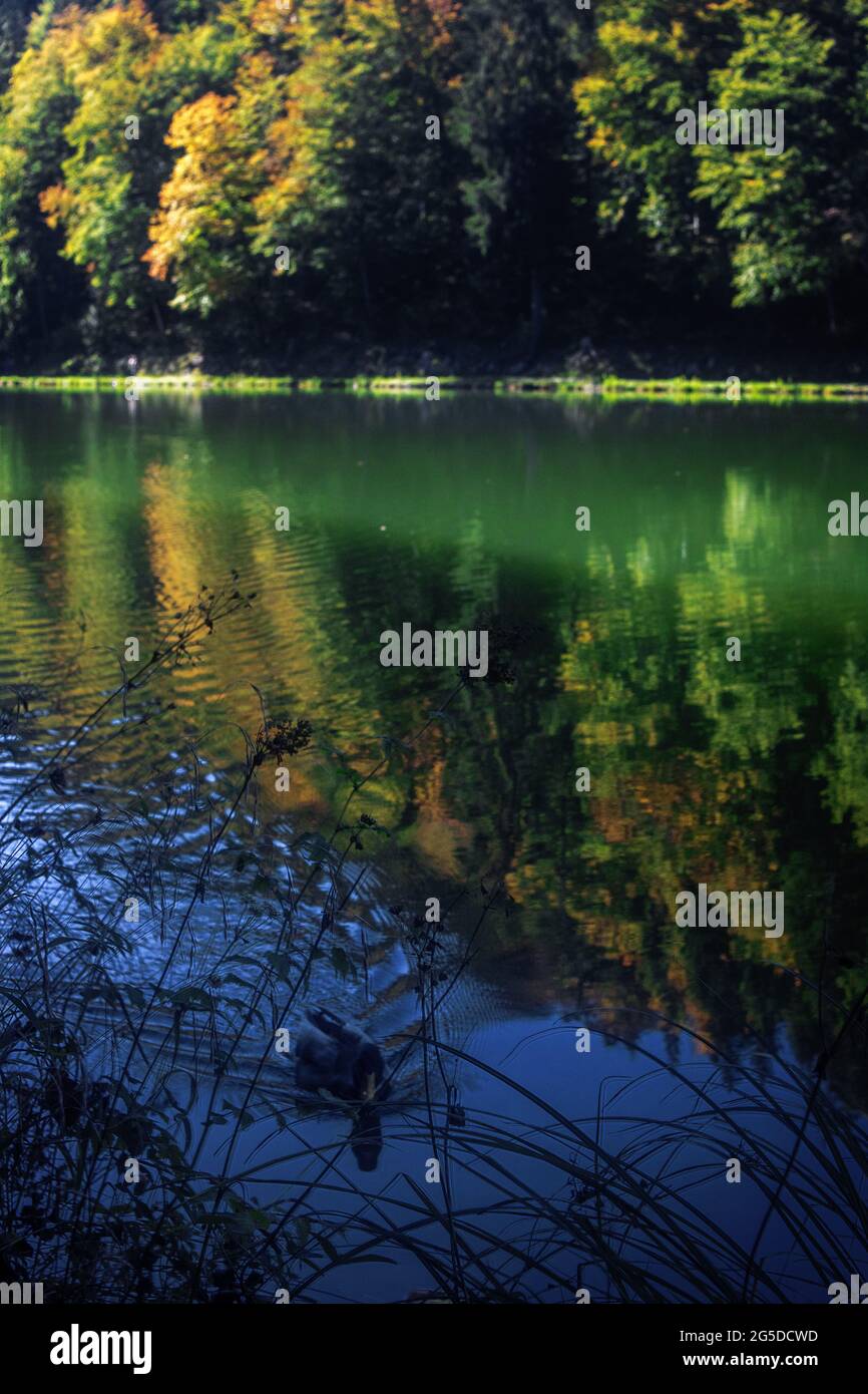 Stunning view of lush green forest trees reflected on the river under a ...