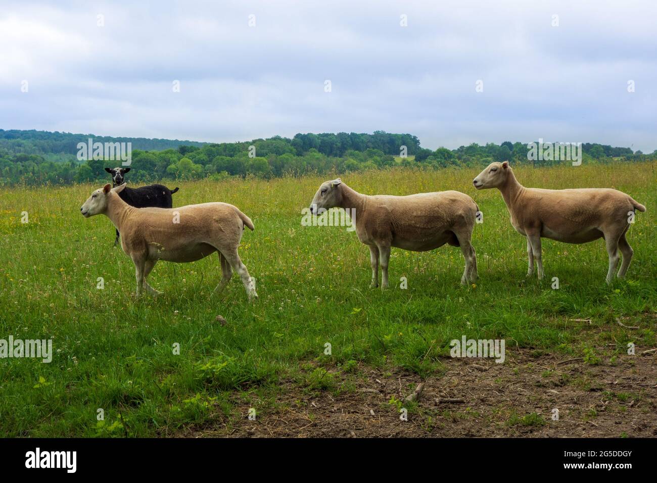 Sheep in field Stock Photo - Alamy