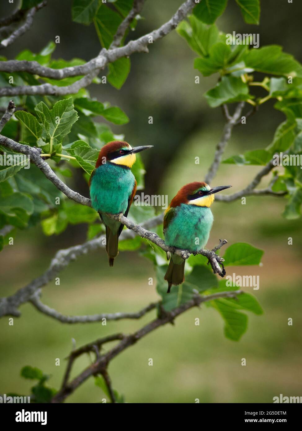 Beak coloring hi-res stock photography and images - Alamy