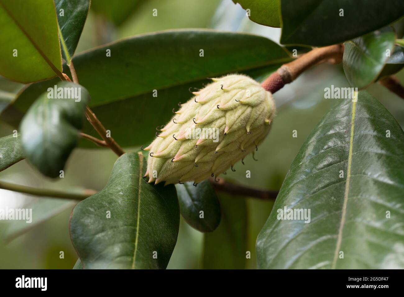 Magnolia seed pods hi-res stock photography and images - Alamy