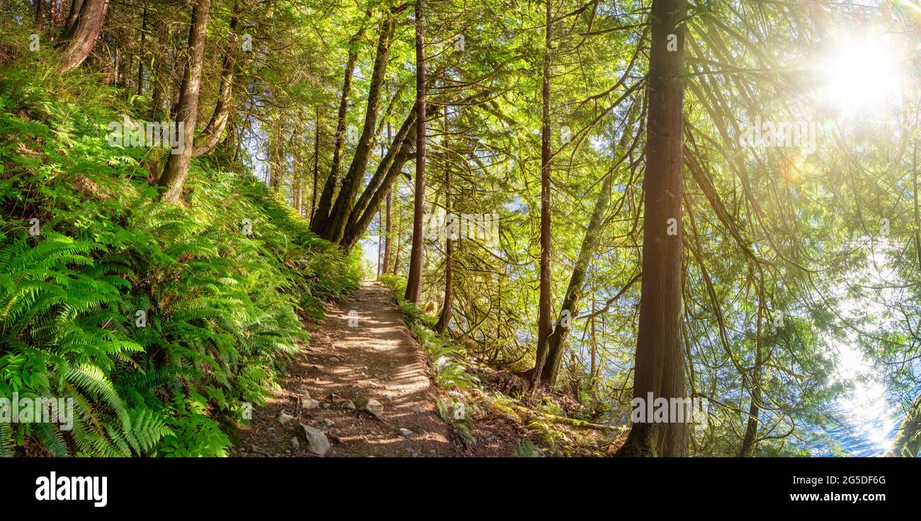 Panoramic View of Green and Vibrant Rain Forest Stock Photo - Alamy