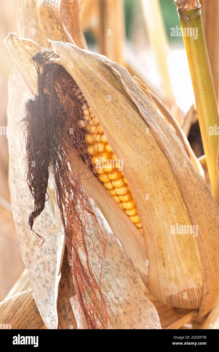 Closeup View of the Ears of Corn on the Stalks Ready for Harvest Stock ...