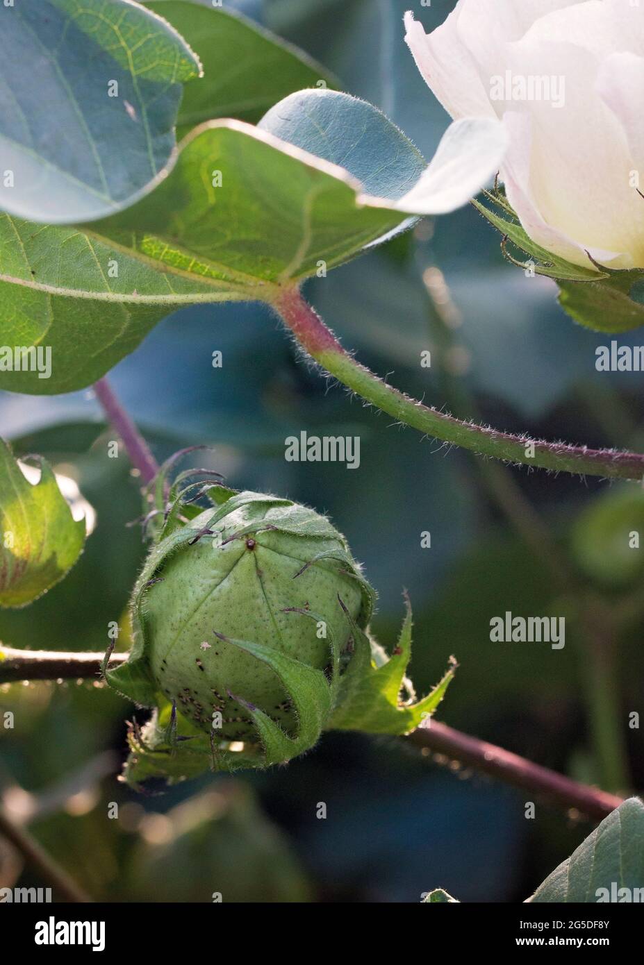 Cotton plant pinhead square flower hi-res stock photography and images ...