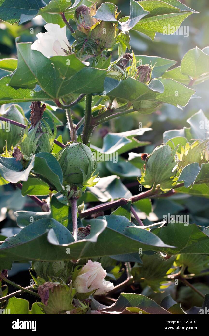 Cotton plant pinhead square flower hi-res stock photography and images ...