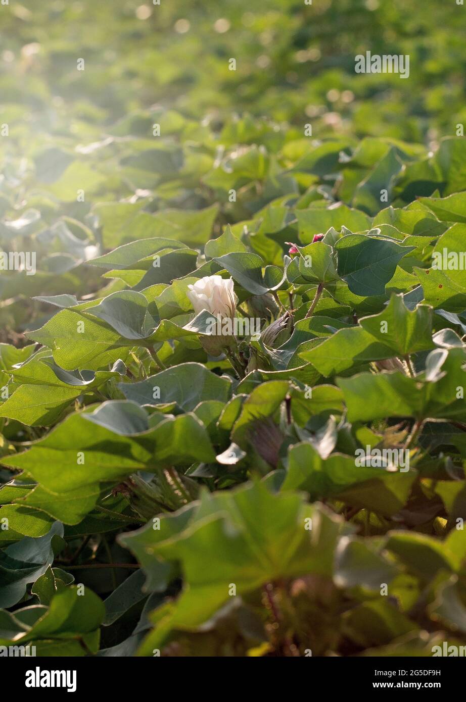 Cotton plant pinhead square flower hi-res stock photography and images ...